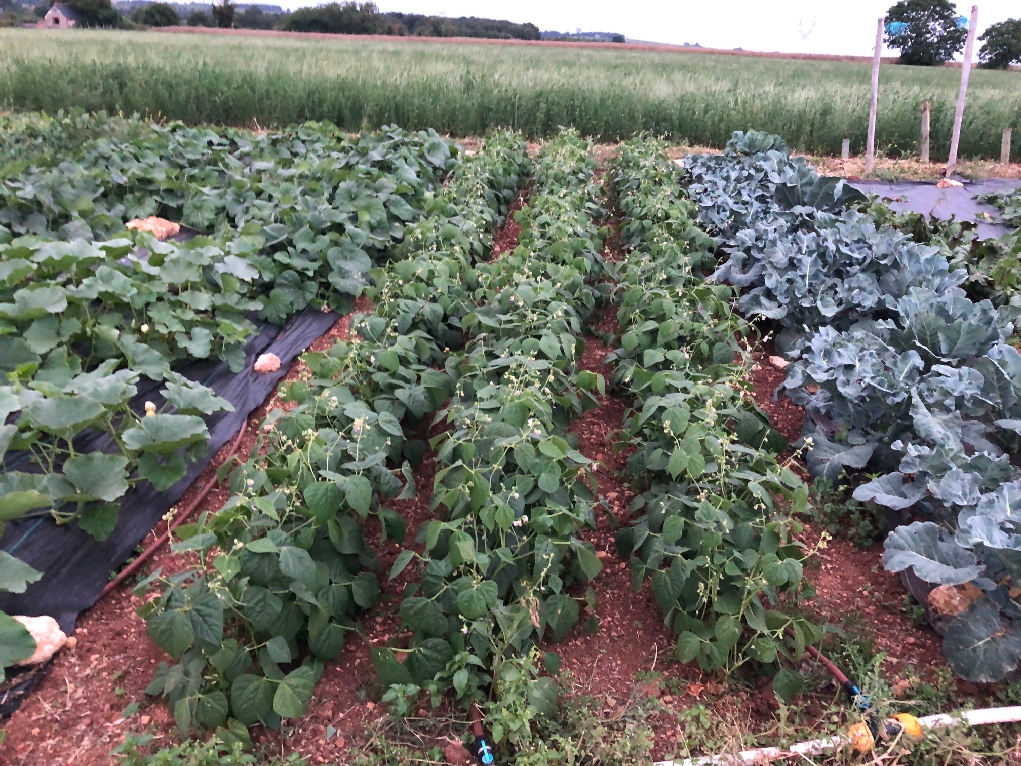 Semer des cornichons : quand et comment ? - Main Verte Marion