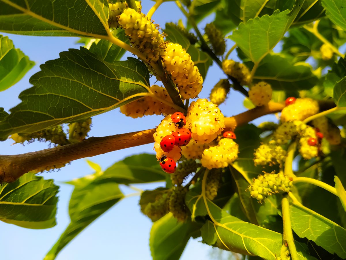 Le murier platane: plantation, soins, culture - Main Verte Marion